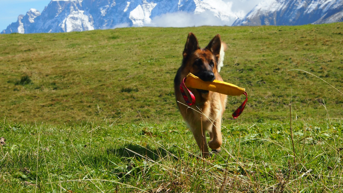 Training for young dogs in mantrailing & wilderness search - SAVE THE ...