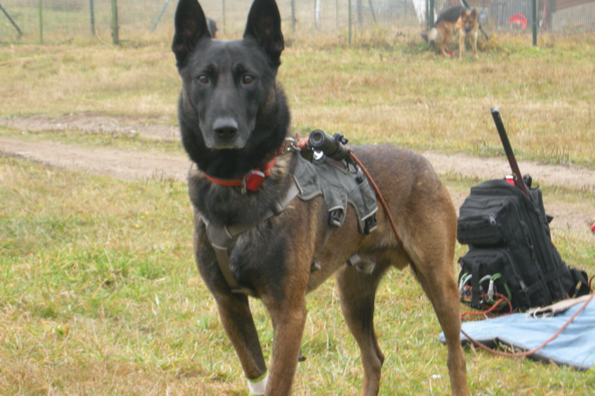 Training for young dogs in mantrailing & wilderness search · ICAR ...