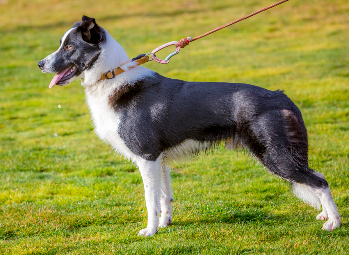 Training for young dogs in mantrailing & wilderness search - SAVE THE ...